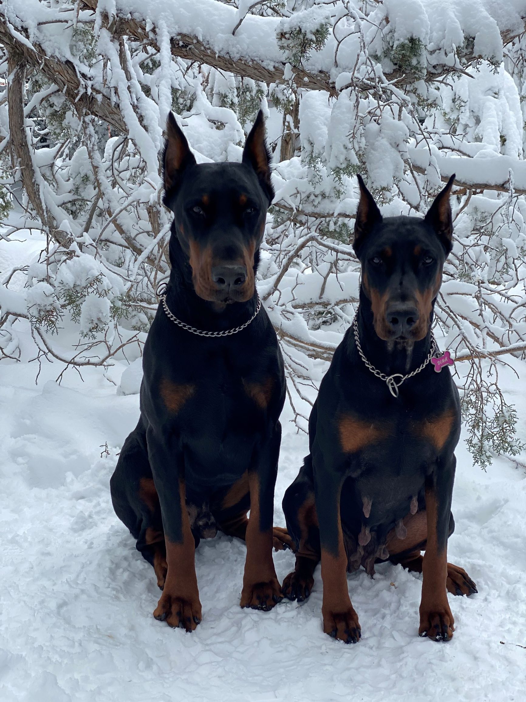 BNP Euro Dobermans – European Dobermans